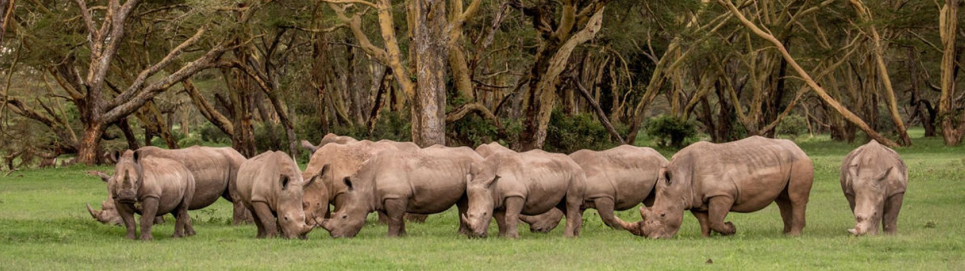 DESTINATIONS - Solio Private Reserve - Luxotour